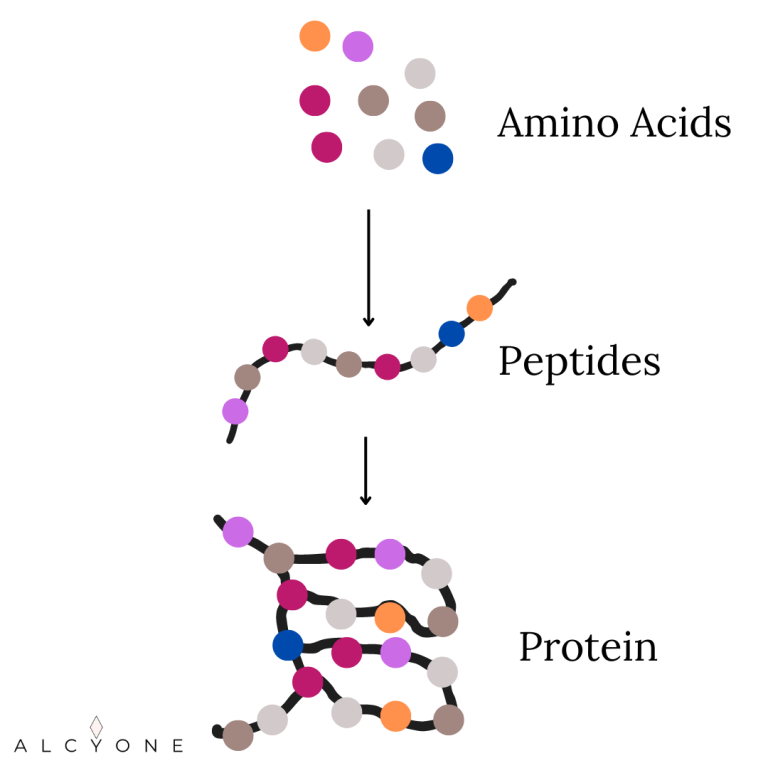 What Are Peptides In Skincare? - The Alcyone
