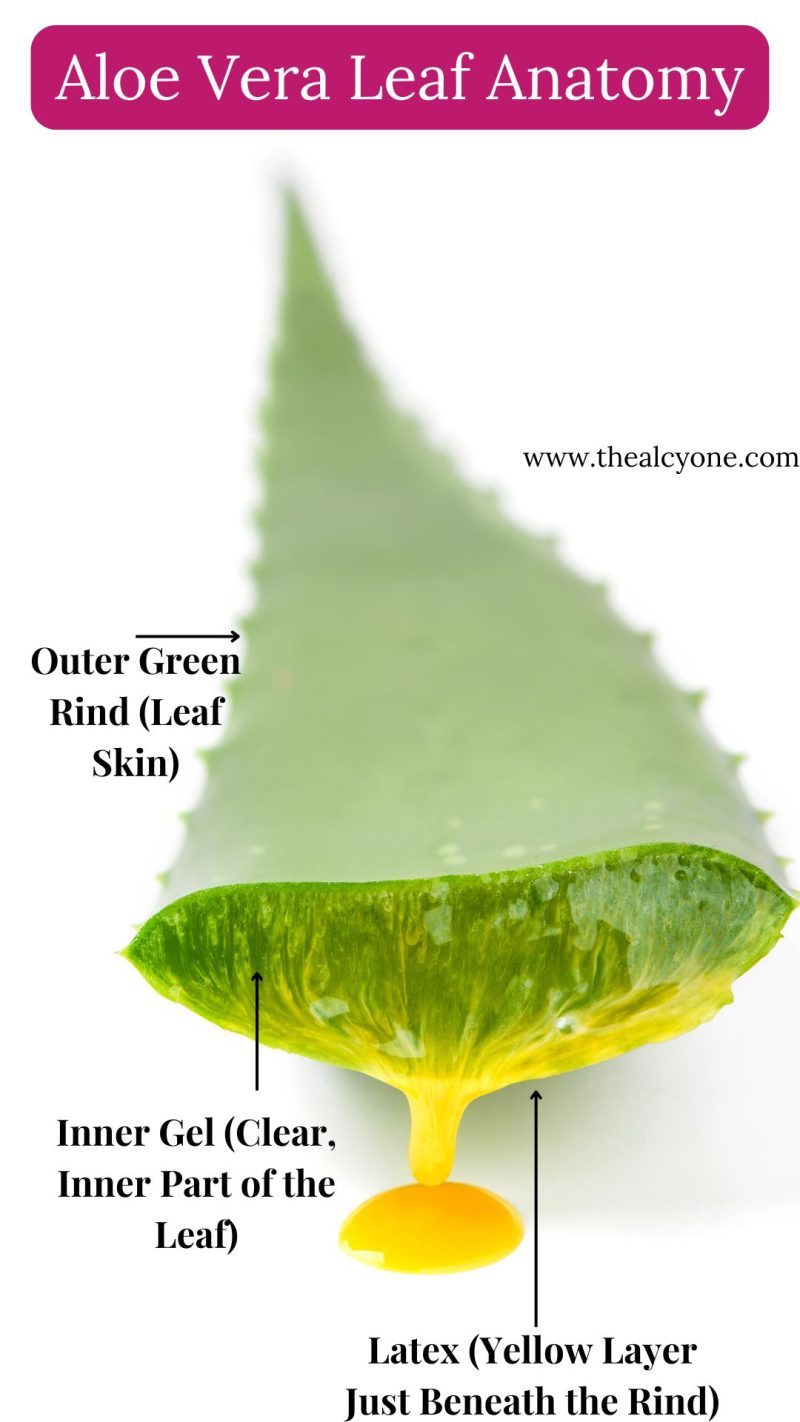 Aloe Vera Benefits For Skin And Hair - Why Everyone’s Obsessed